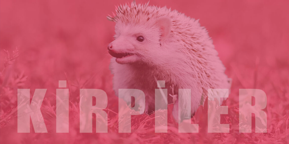 Kirpilerin kaç parmağı vardır - Takvim 2024